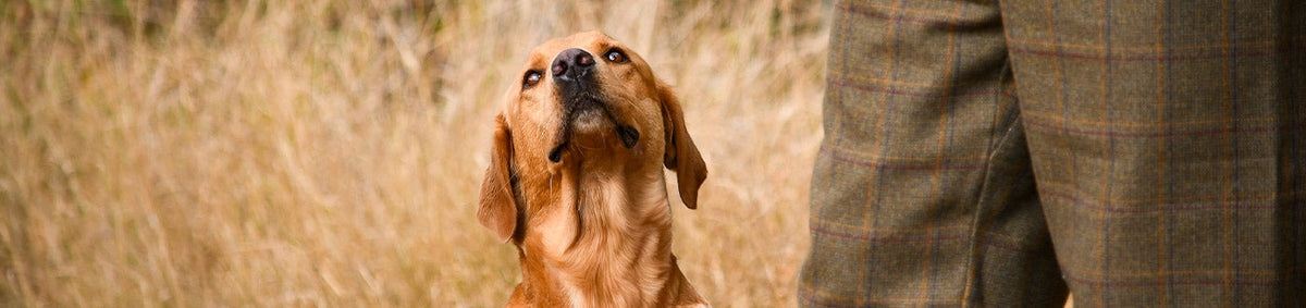 Gun Dog Equipment | Training Aids & Accessories | ArdMoor